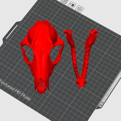🦊 Red fox skull with jaw・ 3MF File for 3D printing・Cults