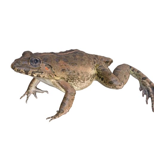 🐸 FROG AMPHIBIAN FROG Marsh Frog Kawamurai FOSSIL ANATOMY GUTS ...