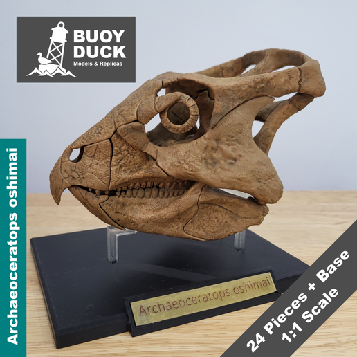 💀 Archaeoceratops oshimai skull・ STL File for 3D printing・Cults