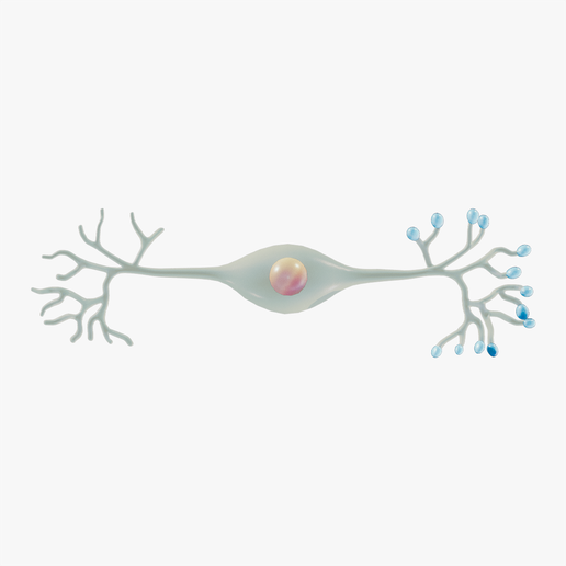 🧠 Bipolar Neuron Structure・ 3D File for ・Cults