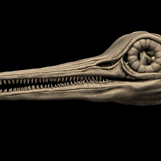 💀 Ichthyosaurus Skull・ STL File for 3D printing・Cults