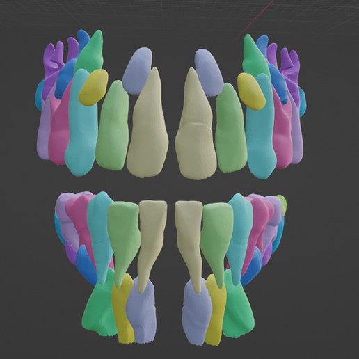 🦷 TEETH DEVELOPMENT・ STL File for 3D printing・Cults