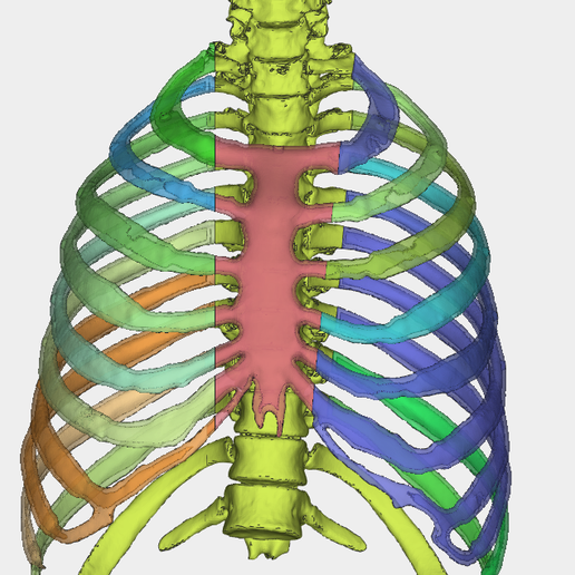 🩻 Rib cage・ STL File for 3D printing・Cults
