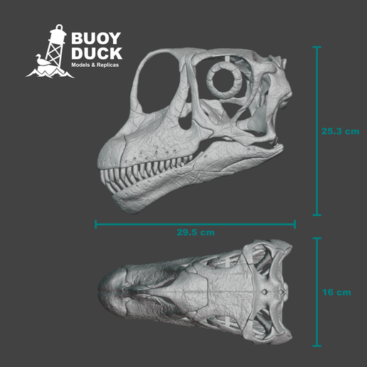 💀 Europasaurus holgeri Skull・ STL File for 3D printing・Cults