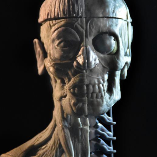 💀 Ecorche Head Anatomy – Highly Detailed 3D Print Model for Artists and ...