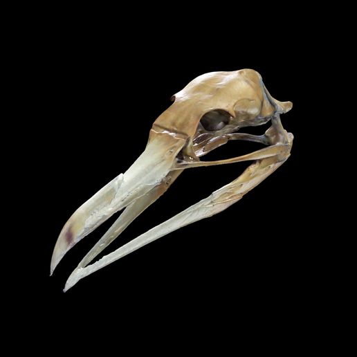 STL file Cormorant Phalacrocorax Carbo SKULL Lost River Gargantuan ...