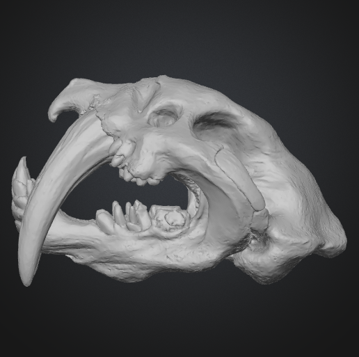 💀 Smilodon Skull・ STL File for 3D printing・Cults