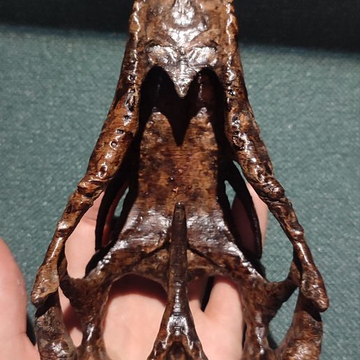 3D print Dinosaur Skull - Nanosaurus • made with Creality K1・Cults