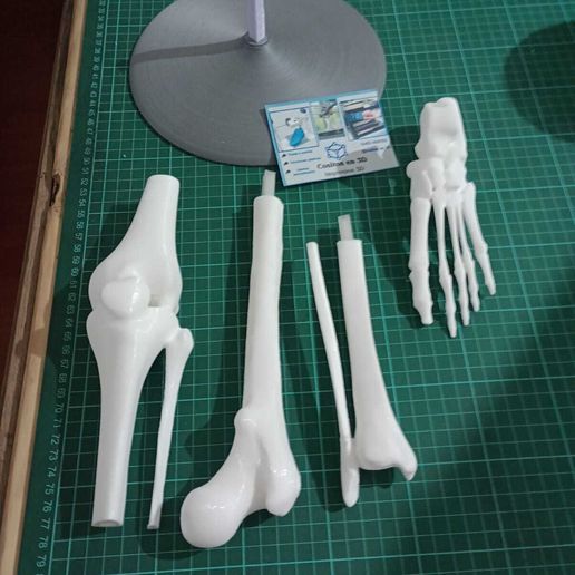 🦿 70cm Anatomical Human Leg - Fitting and Didactic Model・ STL File for ...