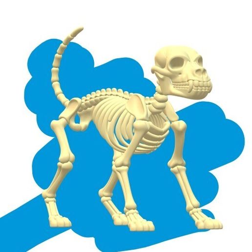 🐕 Dog Skeleton STL – Realistic Canine Bones 3D Model | Anatomy & Fossil ...