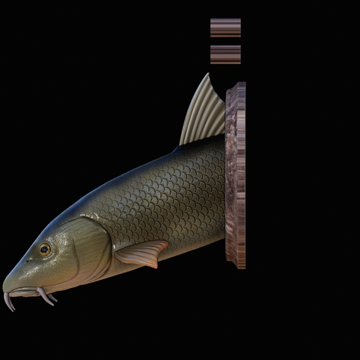 🐠 fish Common barbel / Barbus barbus head trophy woodbase statue ...