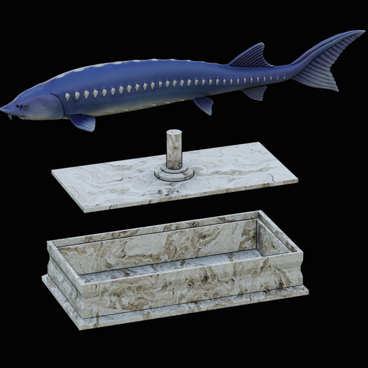 🐠 fish sturgeon / huso huso / vyza / Acipenseridae with storage space ...