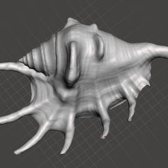 Seashell best STL files for 3D printing・165 models to download・Cults