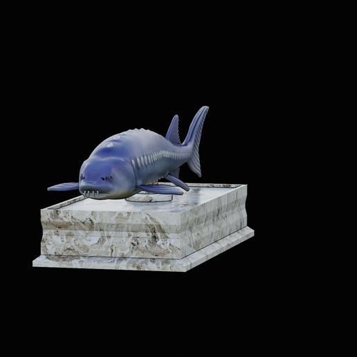 🐠 fish sturgeon / huso huso / vyza / Acipenseridae with storage space ...