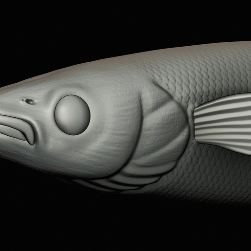 🐠 fish pejerrey / Odontesthes bonariensis natural base detailed texture ...