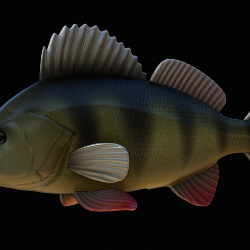 🐠 fish perch / Perca fluviatilis statue underwater detailed texture for ...