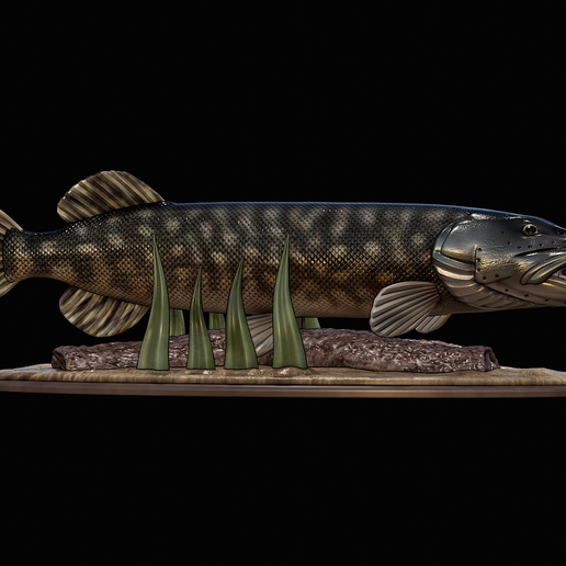 🐠 fish NORTHERN PIKE (ESOX LUCIUS) in motion 2 natural base detailed ...