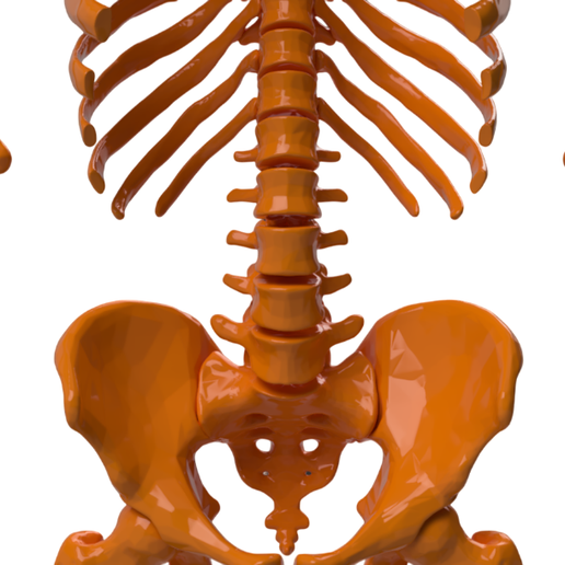 💀 FUll HUMAN BODY BONES SEGMENTED IN 295 Parts・ 3D File for 3D printing ...