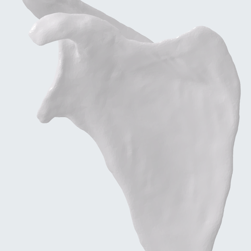♀️ Female Anatomy of bone Scapula・ STL File for 3D printing・Cults