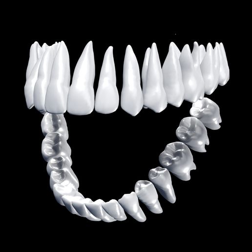 💀 Teeth SKELETON HUMAN MAN HUMAN FOSSIL ANATOMY GUTS INTESTINES INSCLES ...