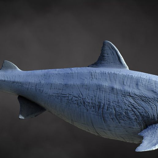 🐉 Megalodon・ STL File for 3D printing・Cults
