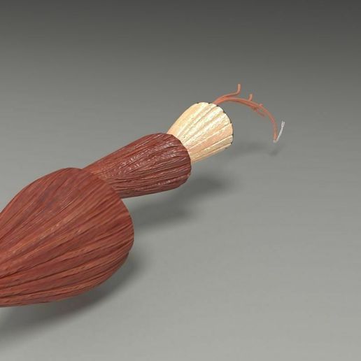 Muscle cross section 3D model・ 3D File for 3D printing・Cults