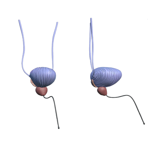 🧪 Bladder And Prostate Anatomy・ 3D File for ・Cults