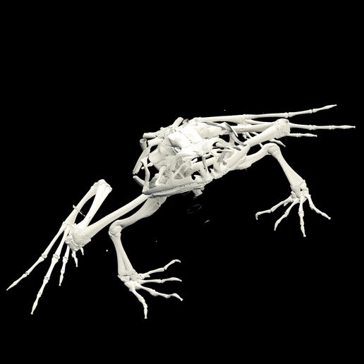 🐸 wrinkled Frog Grugosa RUGOSA FROG AMPHIBIAN FROG MARSH FROG SKELETON ...