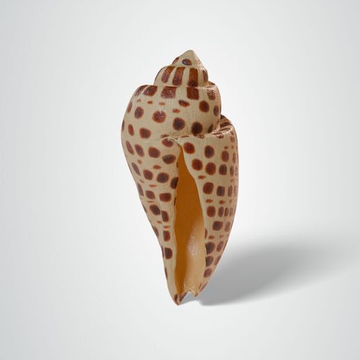🐚 Junonia Shell・ STL File for 3D printing・Cults