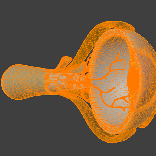 👁️ 3D Model of Human Eye Anatomy v2・ STL File for 3D printing・Cults