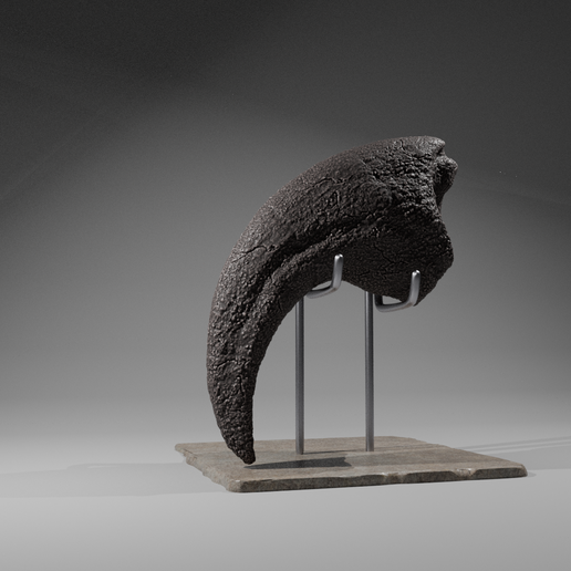 OBJ file Suchomimus Claw 🩻 ・Model to download and 3D print・Cults