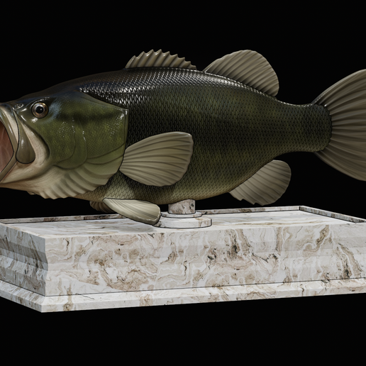 🐠 fish Largemouth Bass / Micropterus salmoides open mouth with storage ...