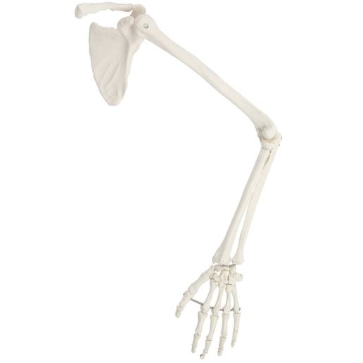 💪 3D Model of Arm Skeleton with Clavicle, Scapula, and Hand Anatomy ...