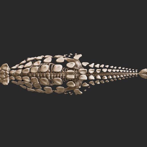 💀 Ankylosaurus: Complete skeleton・ STL File for 3D printing・Cults