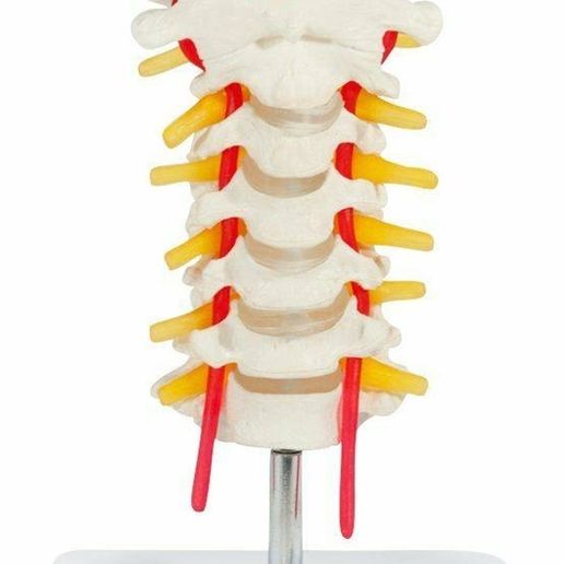 Stl File 3d Vertebrae Anatomy Model With Stand 💊 Obj ・3d Printer Model To Download・cults