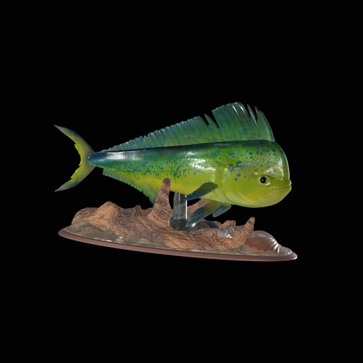 🎏 mahi mahi / Coryphaena hippurus 2.0 underwater statue detailed ...