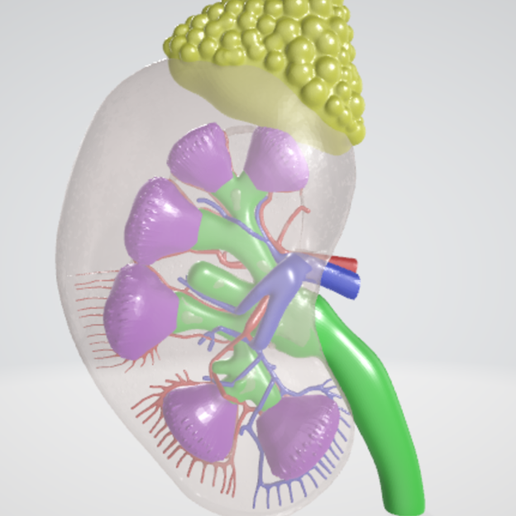 🎨 7 PARTS KIDNEY WITH RENAL ARTERY, VEIN, RENAL CORTEX, MEDULLA ...