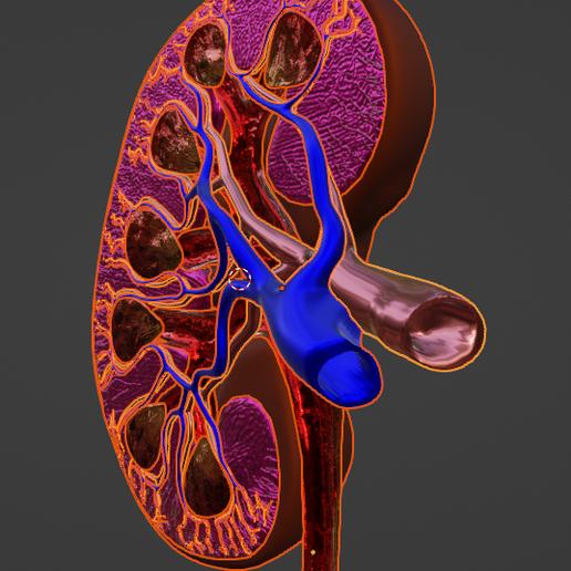 STL file 3D Model of Human Kidney cross section (OBJ)・3D printing idea ...