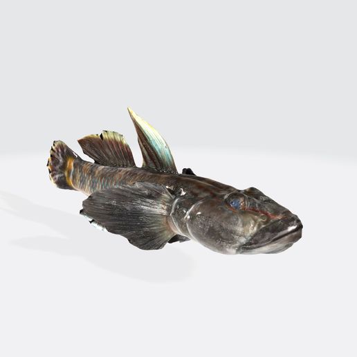 🐠 Freshwater Goby Blackhead Seabream Acanthopagrus Schlegelii marine ...