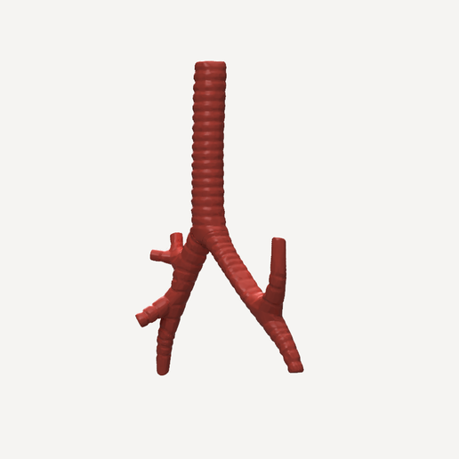 🩻 TRACHEA 3D SEGMENTED MODEL・ 3D File for 3D printing・Cults