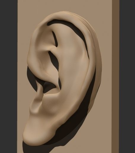 👂 Realistic Human Ear 3D Model | Anatomical or Artistic Reference | STL ...