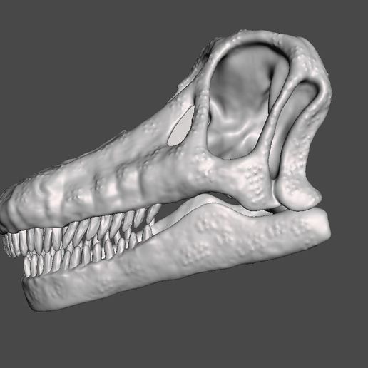 💀 Sarmientosaurus Skull・ STL File for 3D printing・Cults