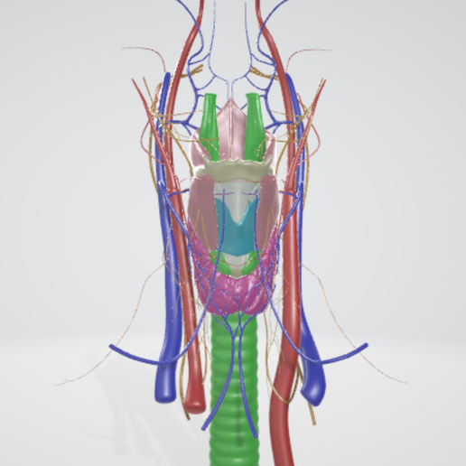 STL file COMPLETE LARYNX ANATOMY WITH ARTERIES, VEINS, VAGAL NERVES ...