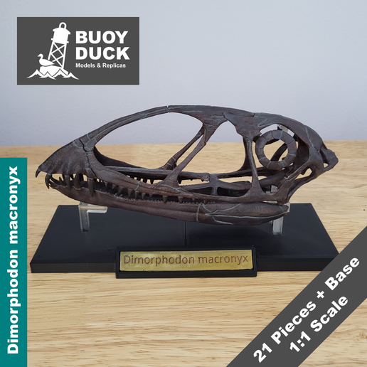 💀 Dimorphodon macronyx skull・ STL File for 3D printing・Cults