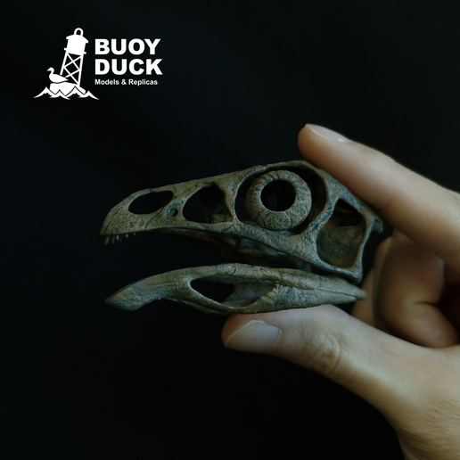 💀 Caudipteryx zoui skull・Free 3D File for 3D printing・Cults