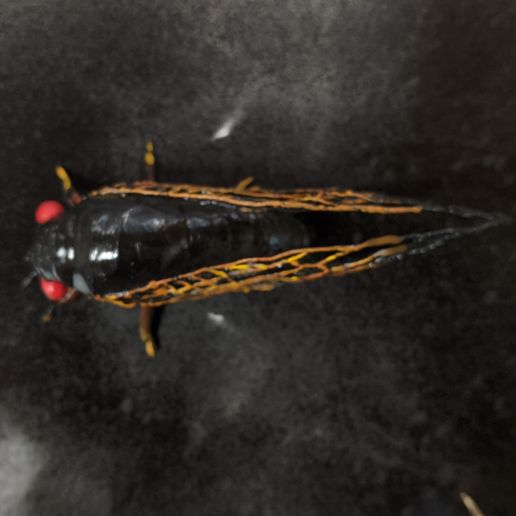 🐉 Realistic Cicada・ OBJ File for ・Cults