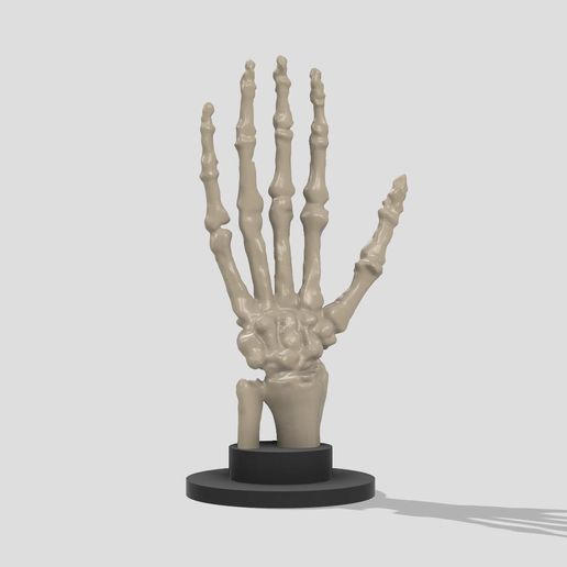 🦴 3D Human Bone Anatomical Skeleton Hand with Display Base - Realistic ...