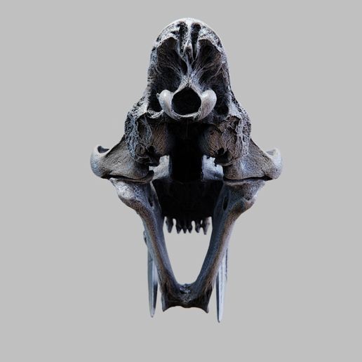 💀 Smilodon Skull High Detail 3D Printbale Model・ STL File for 3D ...