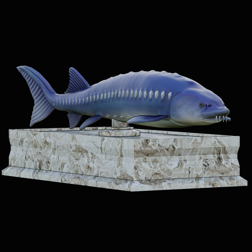 🐠 fish sturgeon / huso huso / vyza / Acipenseridae with storage space ...
