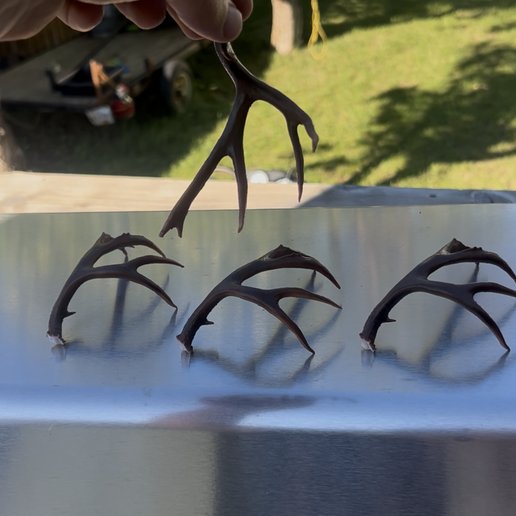 🦌 big 5 point mule deer shed・ OBJ File for 3D printing・Cults